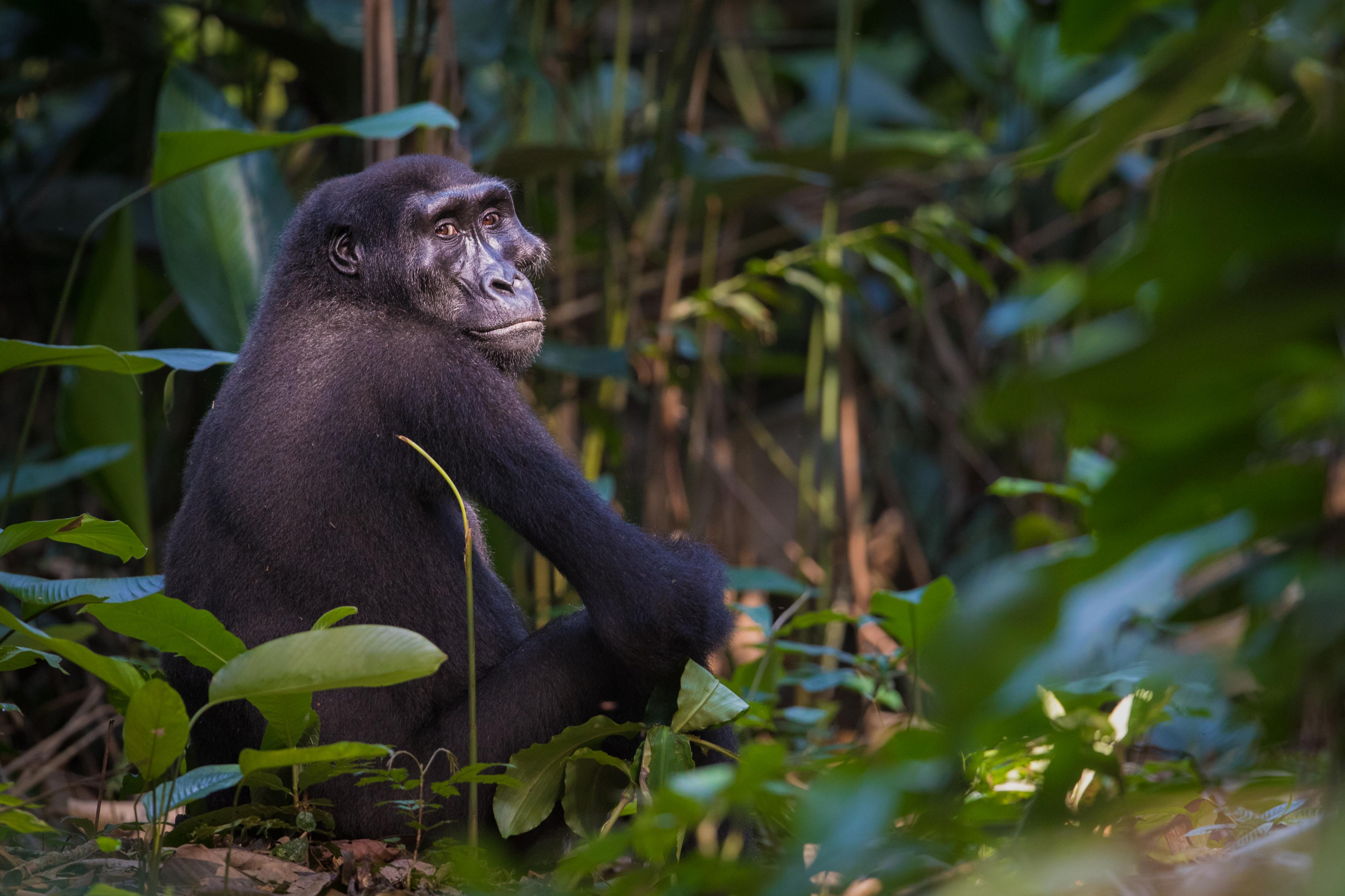 Odzala-Kokoua | African Parks