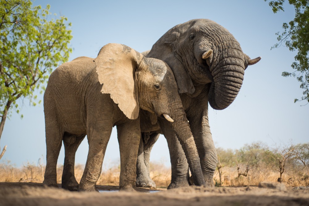 Save the Elephants | African Parks