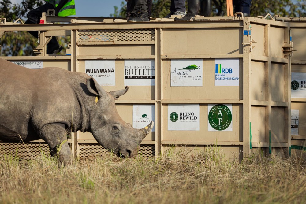 Conservation at Scale: Akagera National Park Welcomes 70 Rhino ...