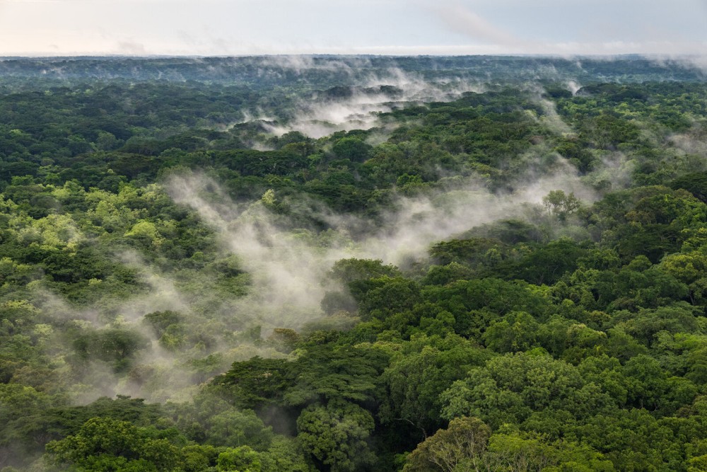 How sustainable forest management in Chinko, CAR, is empowering local ...