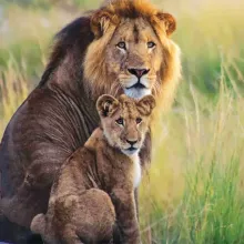 Save the Lions | African Parks