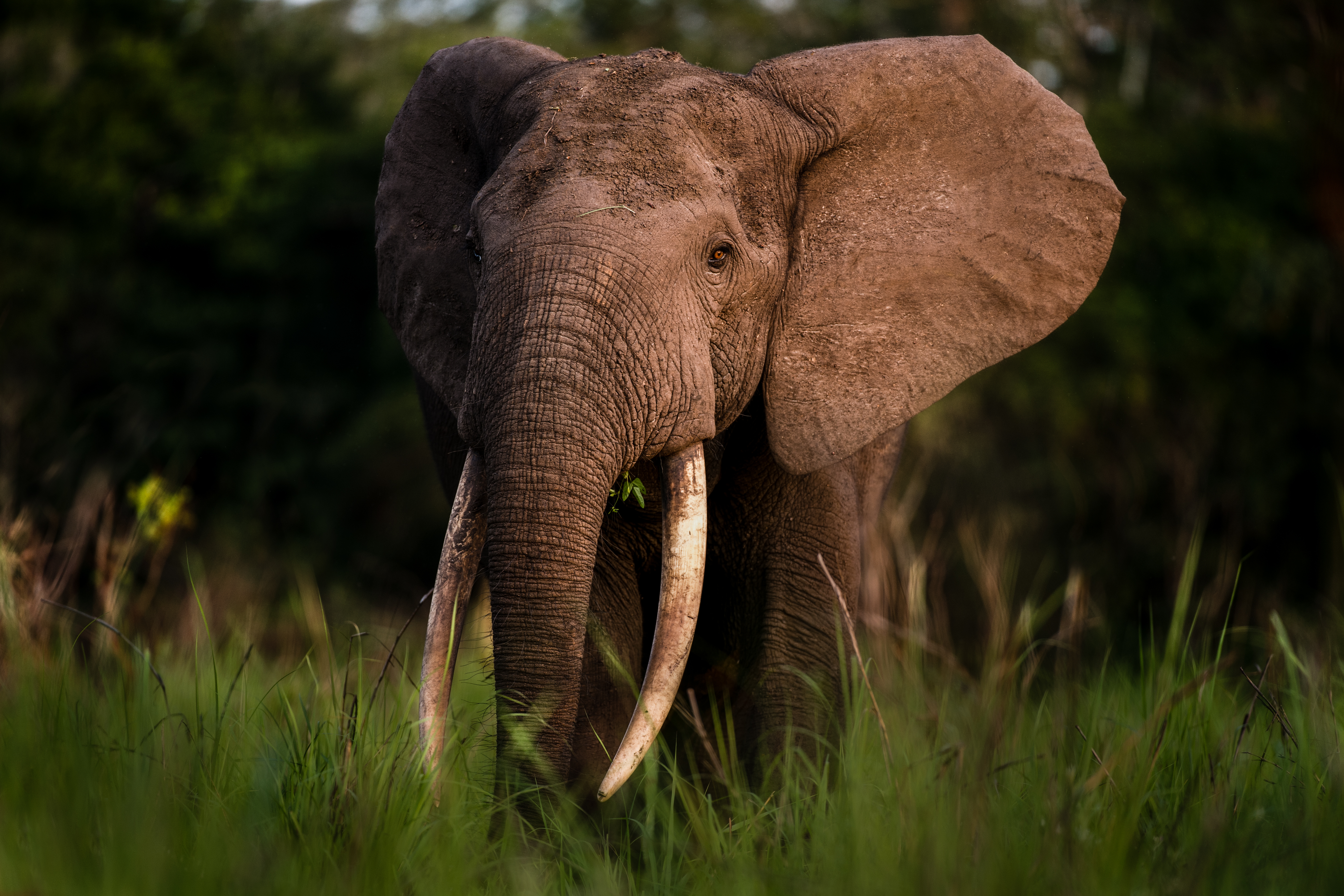 Odzala-Kokoua Partners | African Parks