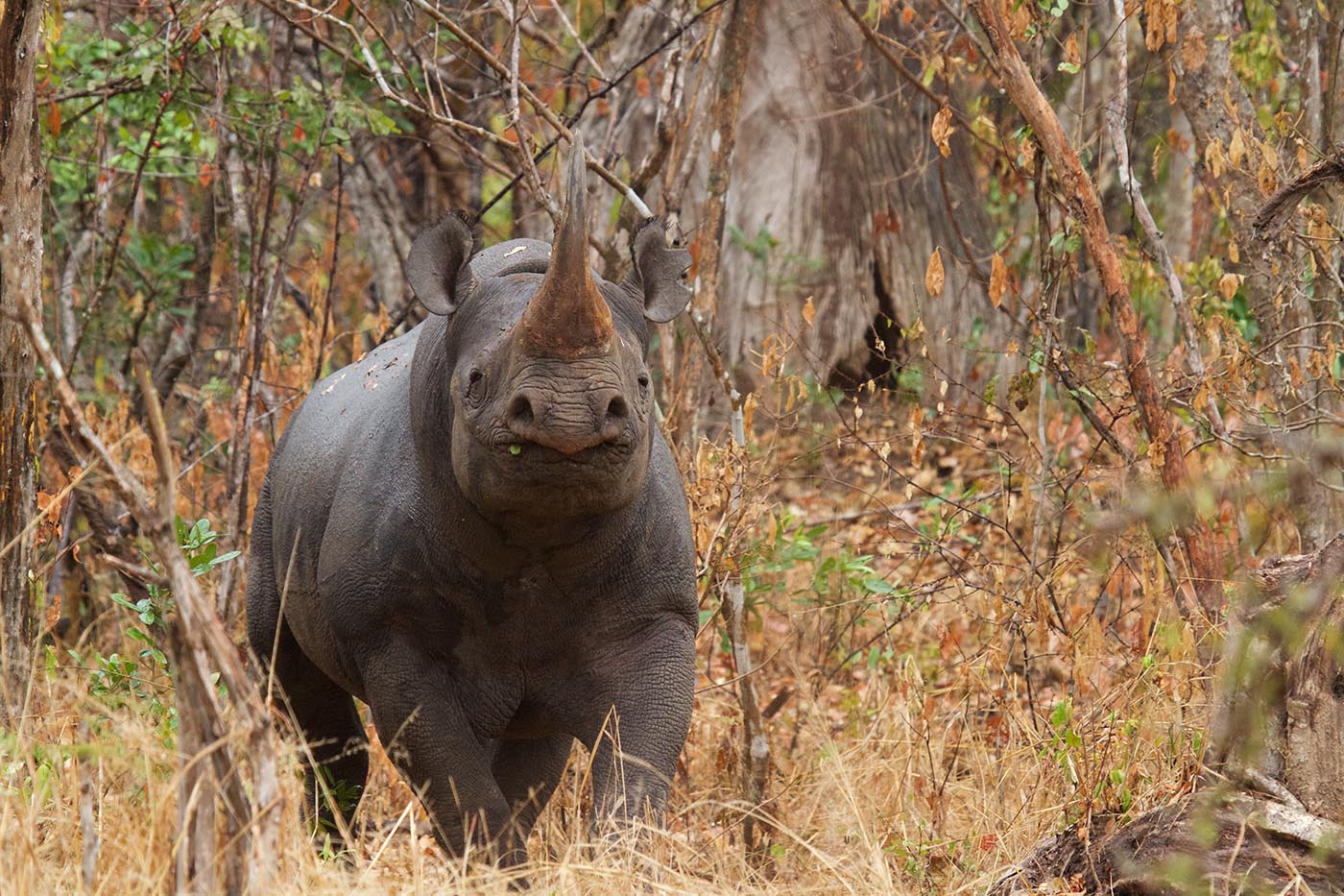 Save the Rhinos | African Parks