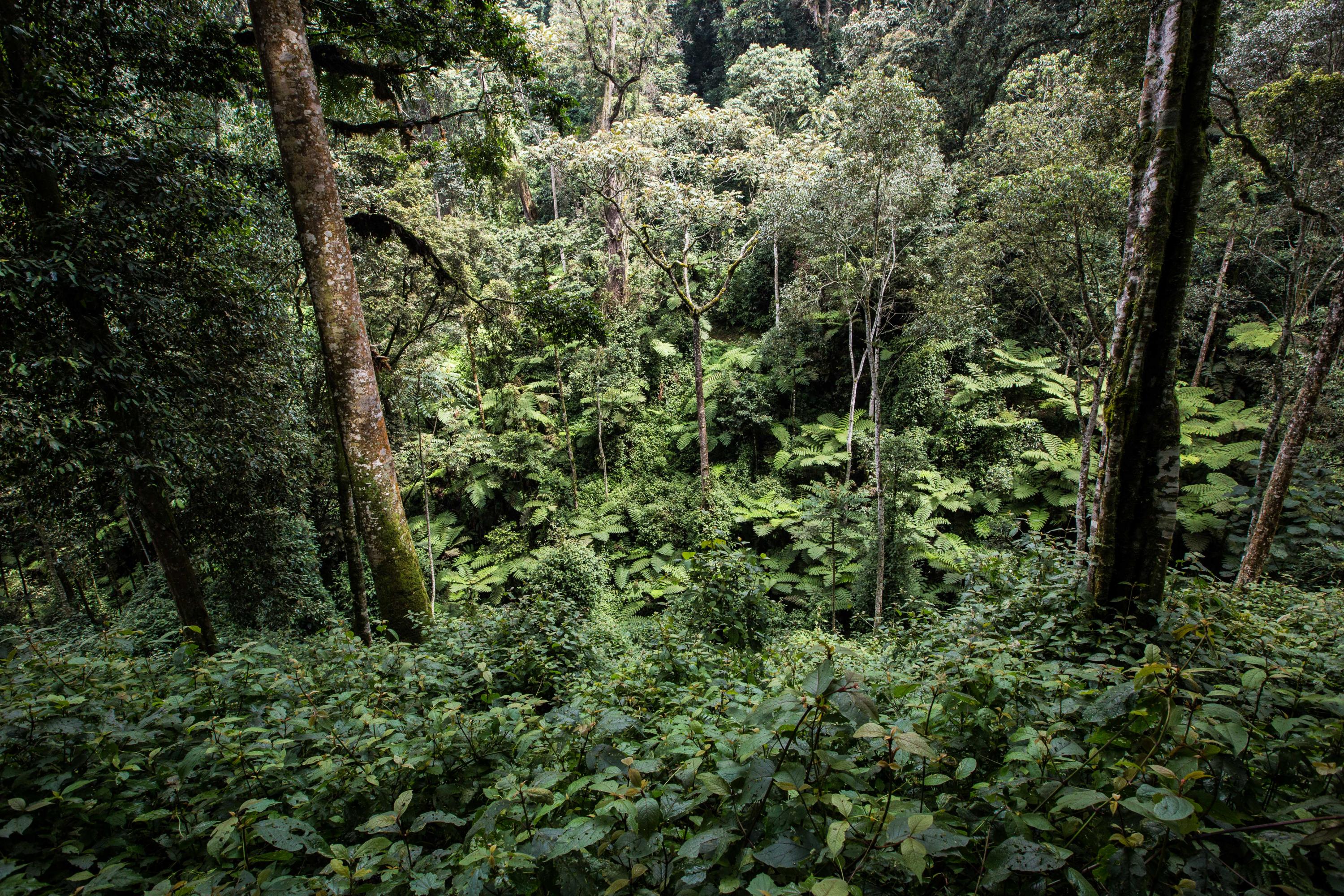 Rwandan Government Makes Bold Commitment for the Long-term Protection ...