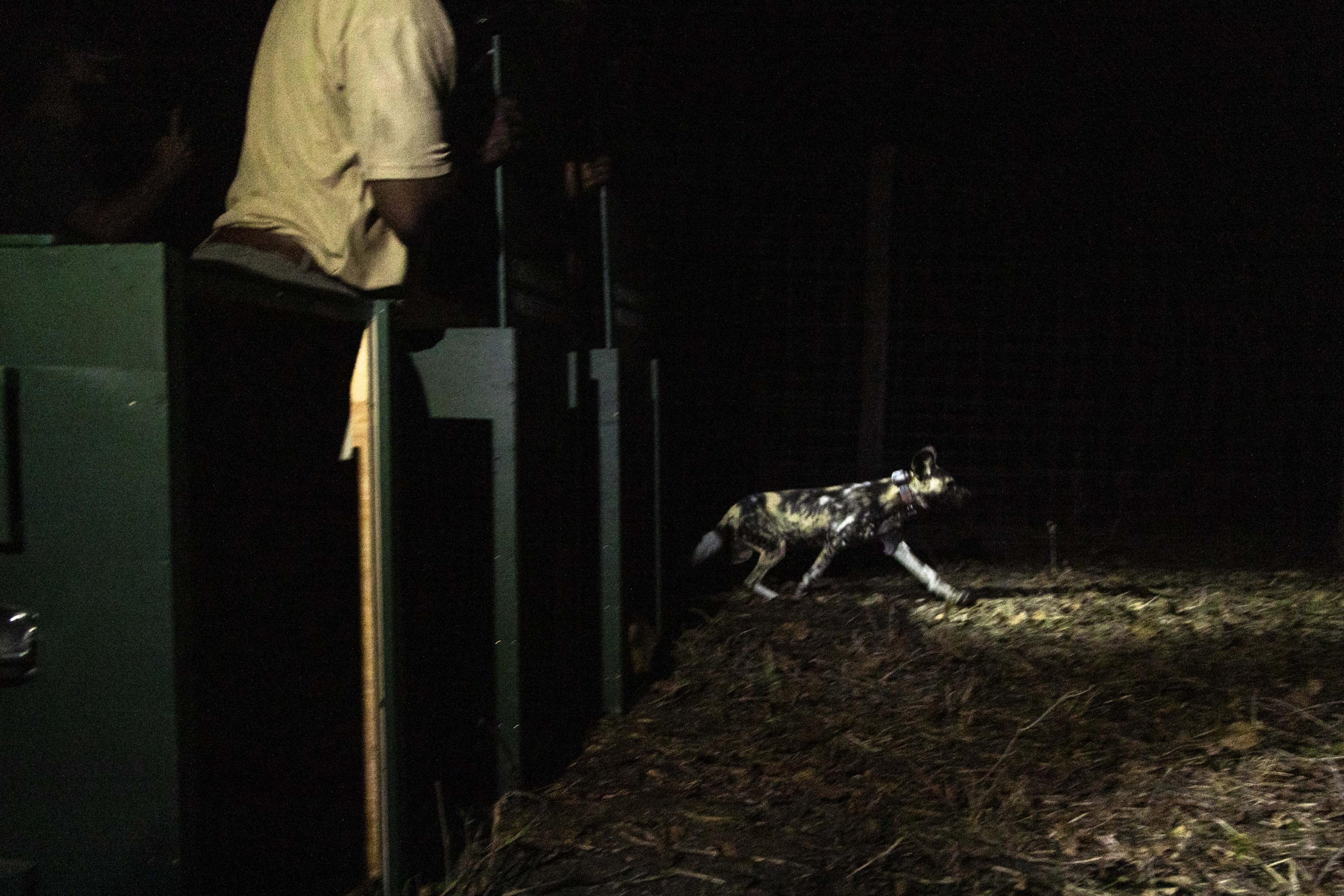 African Wild Dogs return to Malawi | African Parks