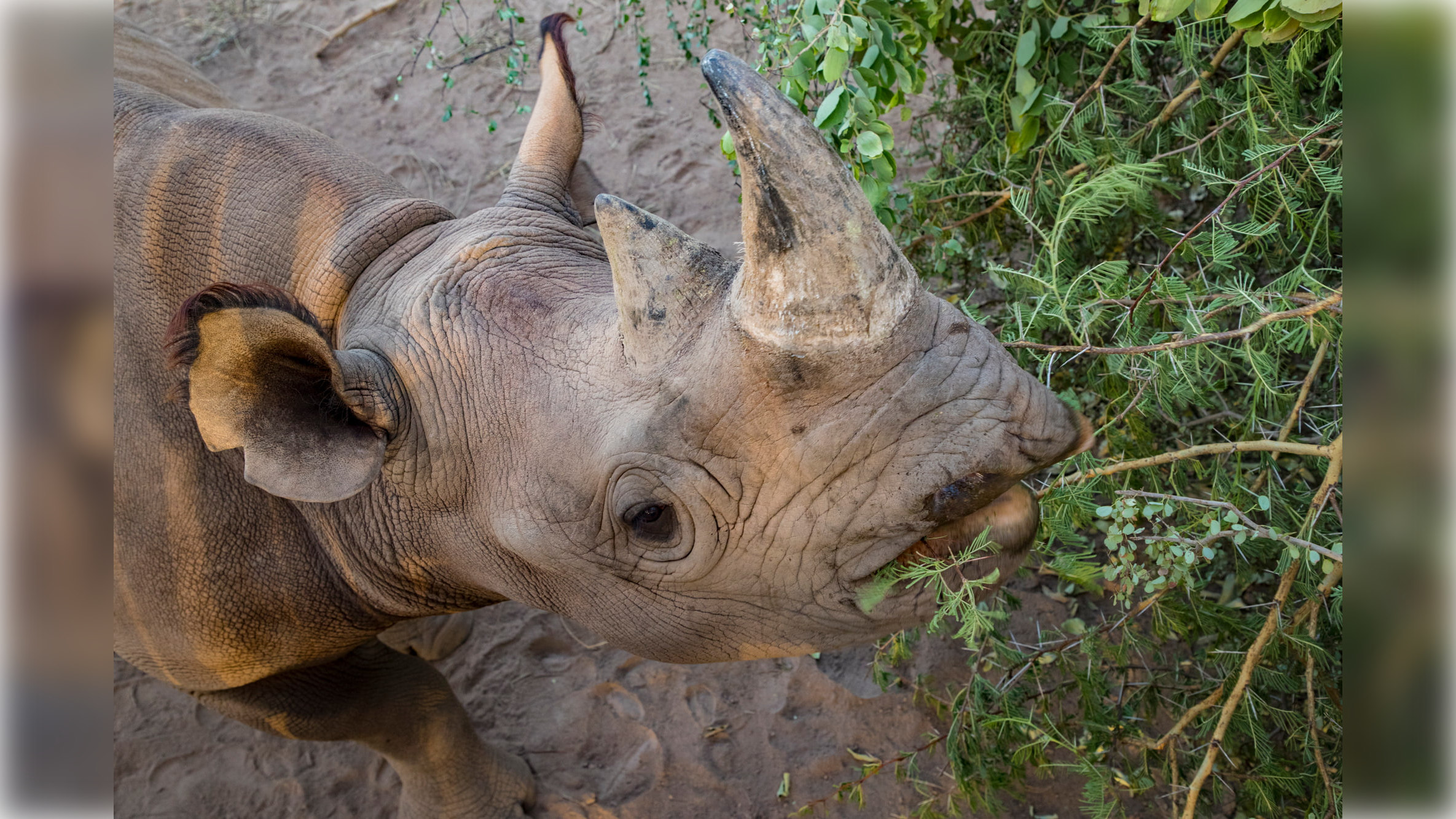 Love is in the Air | African Parks