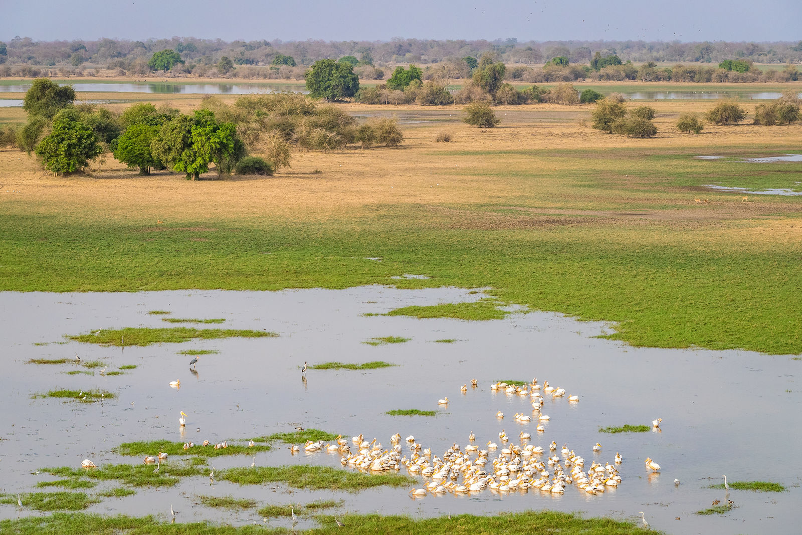 Le Gouvernement de la République du Tchad et African Parks relancent ...