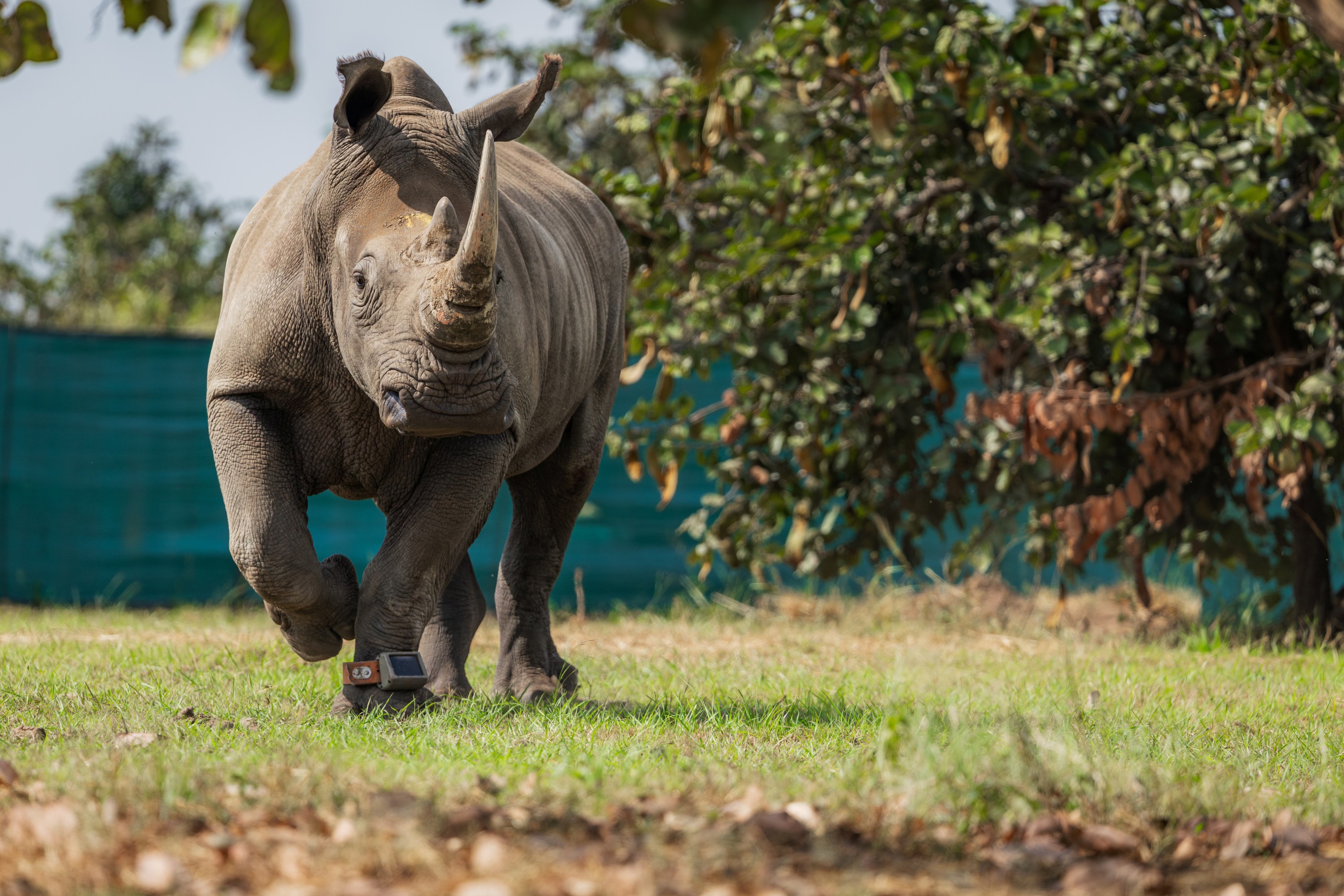 A Historic Translocation of 24 White Rhino to the Democratic Republic ...